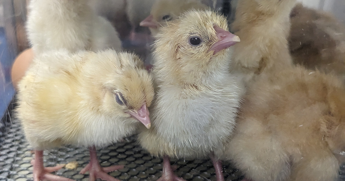 Chick Chick Chick Chick Chicken